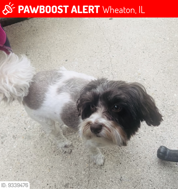 Wheaton, IL Lost Female Dog, Demi Is Missing | PawBoost