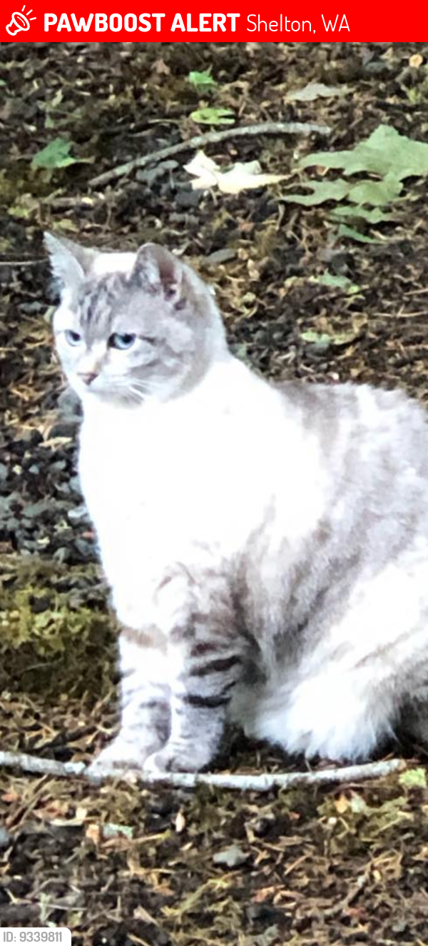 Shelton Wa Lost Female Cat Angel Is Missing Pawboost