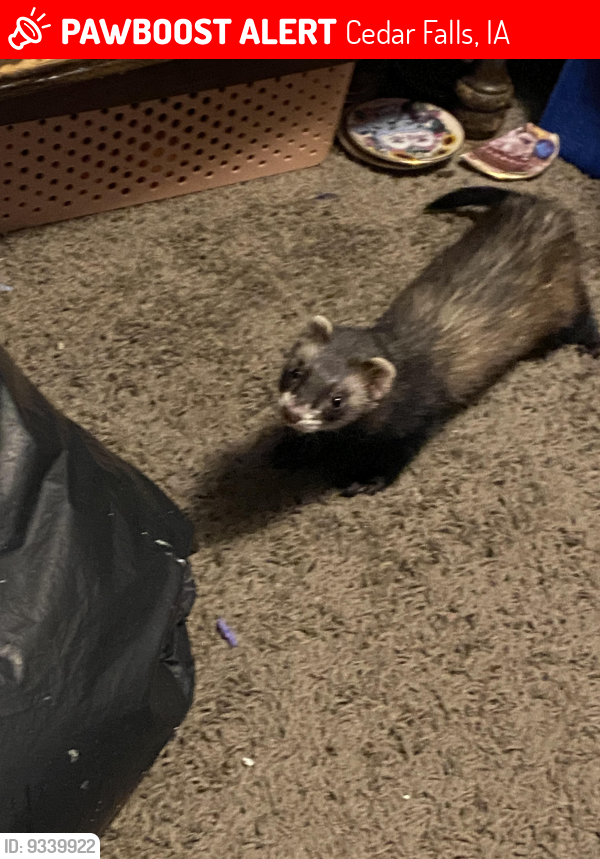 Cedar Falls, IA Lost Female Ferret, Juniper Is Missing | PawBoost