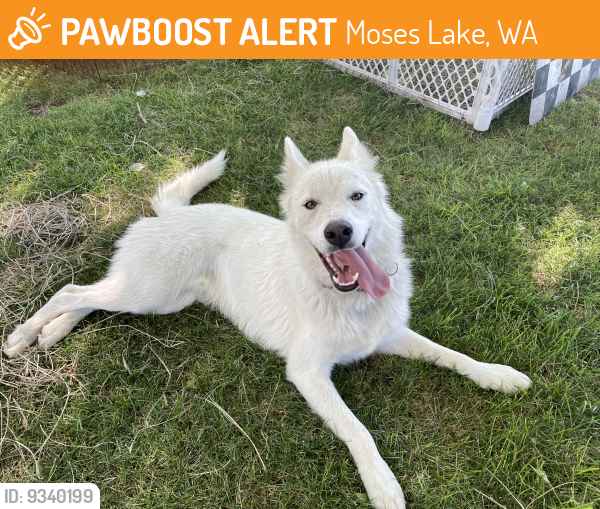Moses Lake, WA Stray Male Dog Found Near Morgan and Karl NE | PawBoost
