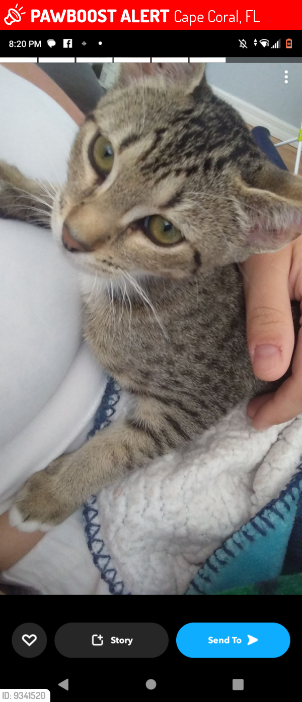 Cape Coral, FL Lost Female Cat, Emi Is Missing | PawBoost