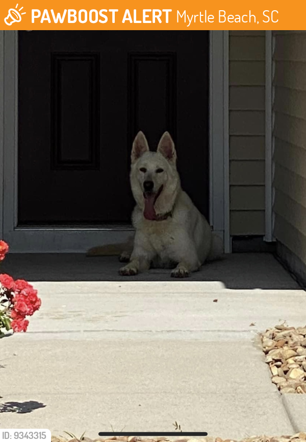 Myrtle Beach, SC Stray Female Dog Found Near Summerlyn Community ...
