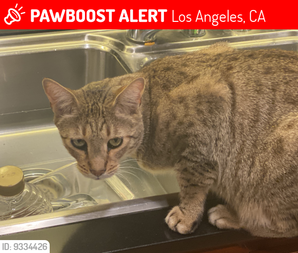 Los Angeles, CA Lost Male Cat, Sully Is Missing | PawBoost