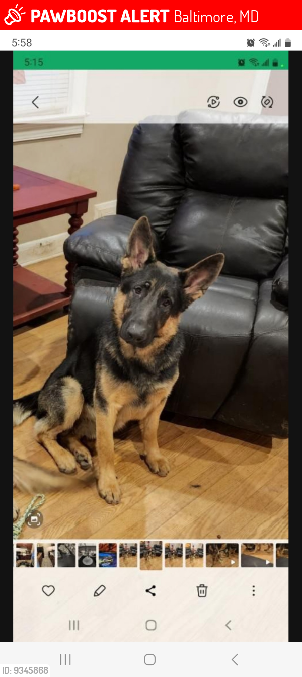 Baltimore, MD Lost Male Dog, X Is Missing | PawBoost