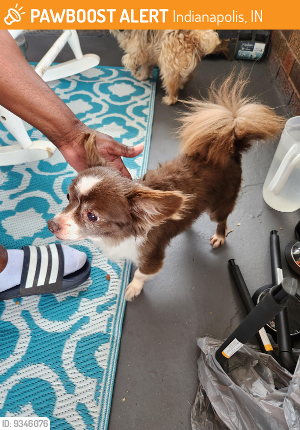 Indianapolis, IN Stray Male Dog Found Near Riverside Park | PawBoost