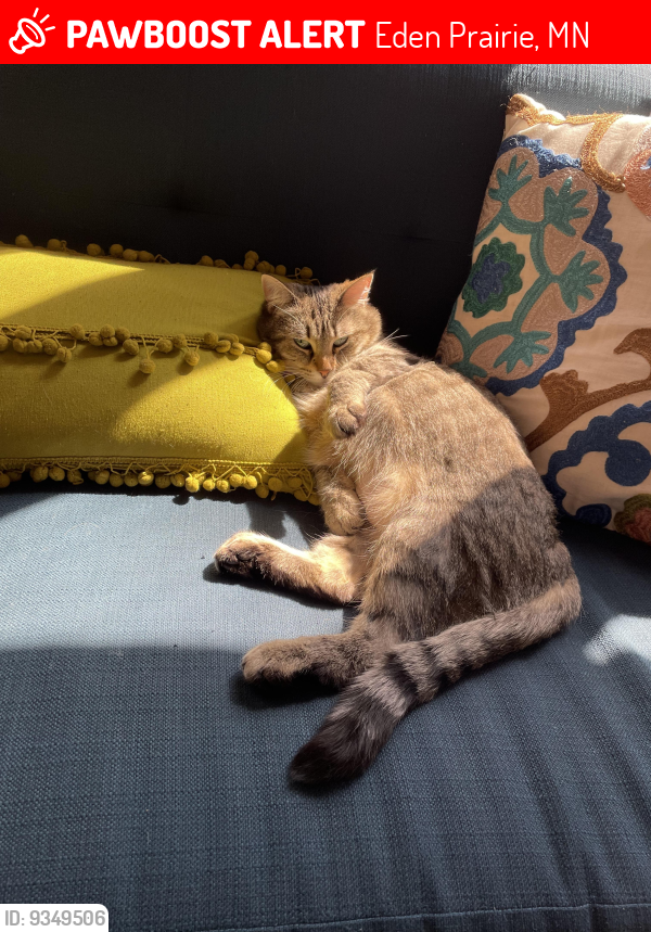 Eden Prairie, MN Lost Female Cat, Oreo Is Missing | PawBoost