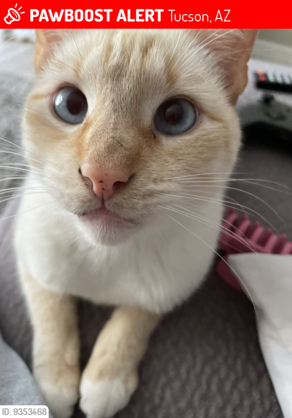 Tucson, AZ Lost Male Cat, Ak / Zazoo Is Missing | PawBoost