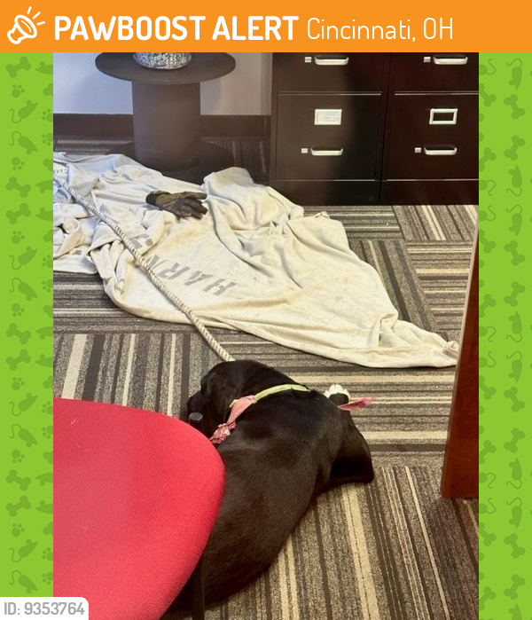 Cincinnati, OH Stray Male Dog Found Near Winton Rd and Kings Run | PawBoost