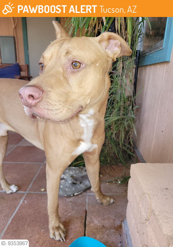 Tucson, AZ Stray Male Dog Found Near W Las Palmas near N Camino de la ...