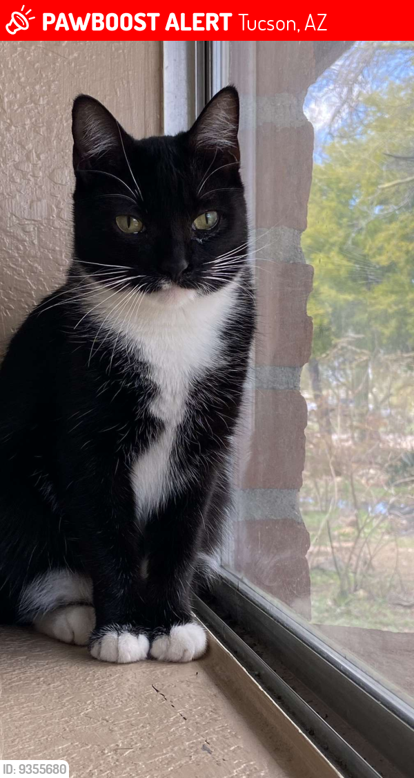 Tucson, AZ Lost Female Cat, Winnie Is Missing | PawBoost