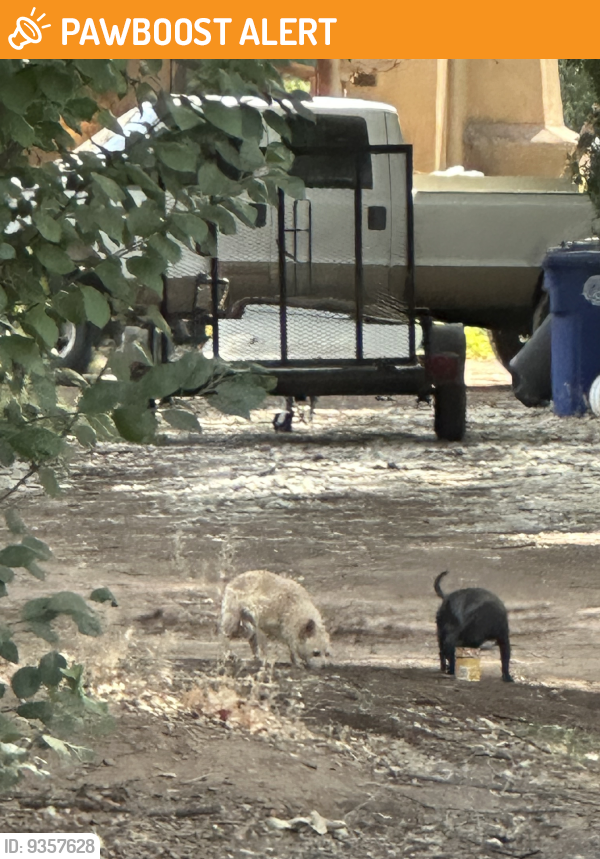 Los Ranchos de Albuquerque, NM Stray Dog Found Near La senda lane cross ...