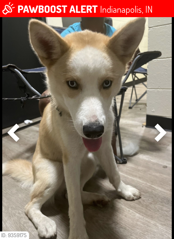 Indianapolis, IN Lost Male Dog, Milo Is Missing | PawBoost