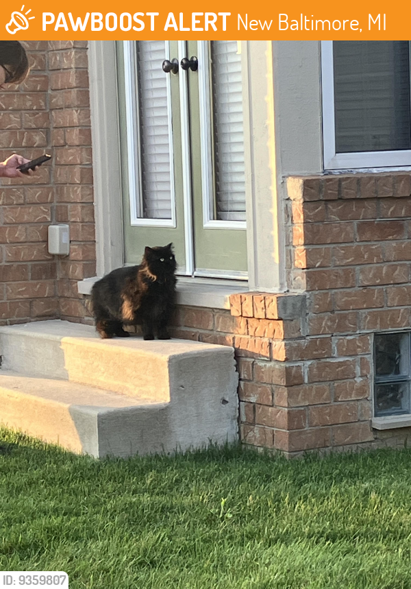 New Baltimore, MI Stray Cat Found Near Off of Gratriot between 25 and ...