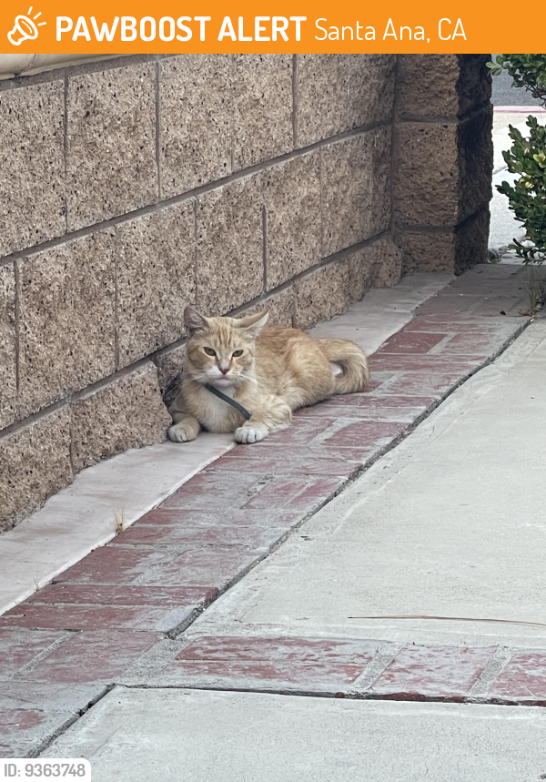 Santa Ana, CA Stray Cat Found Near 17th Street and Freeman St | PawBoost