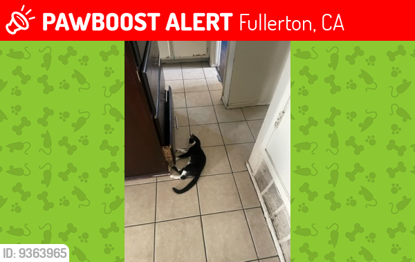 Fullerton, CA Lost Male Cat, Sosa Is Missing | PawBoost