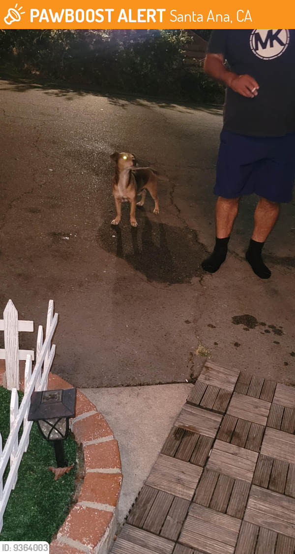 Santa Ana, CA Stray Male Dog Found Near Near s Sullivan st 92704 | PawBoost