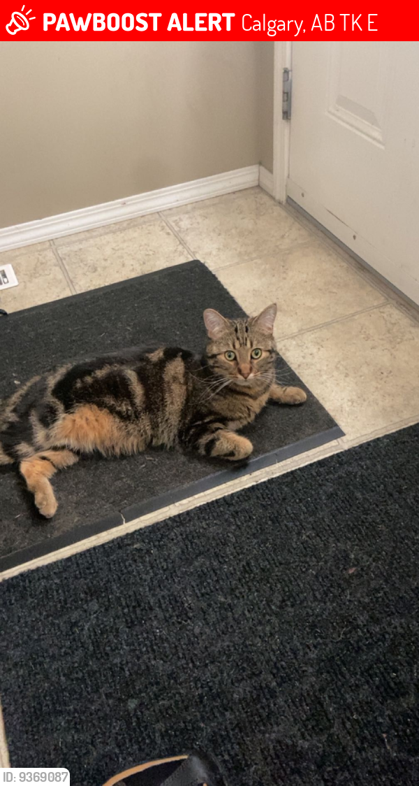 Calgary, AB Lost Male Cat, Loki Is Missing | PawBoost