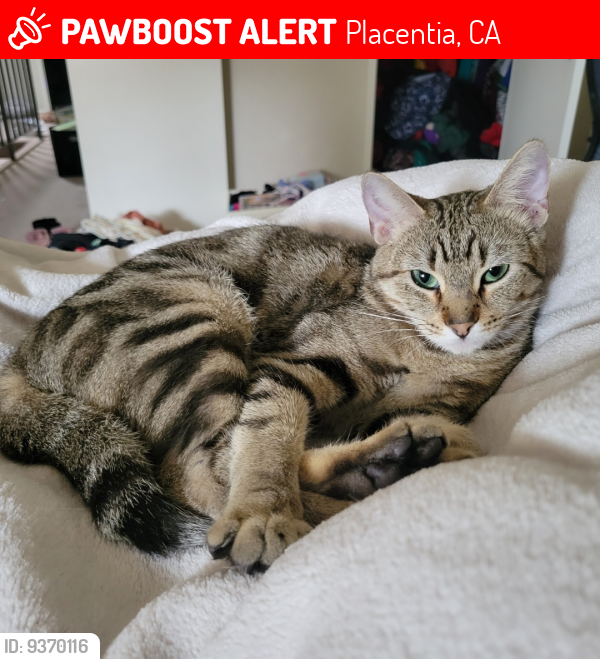 Placentia, CA Lost Female Cat, Cinnamon Is Missing | PawBoost