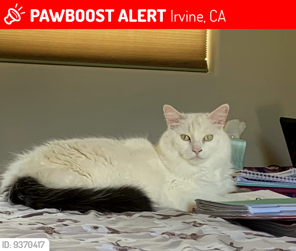 Irvine, CA Lost Male Cat, Rumi Is Missing | PawBoost