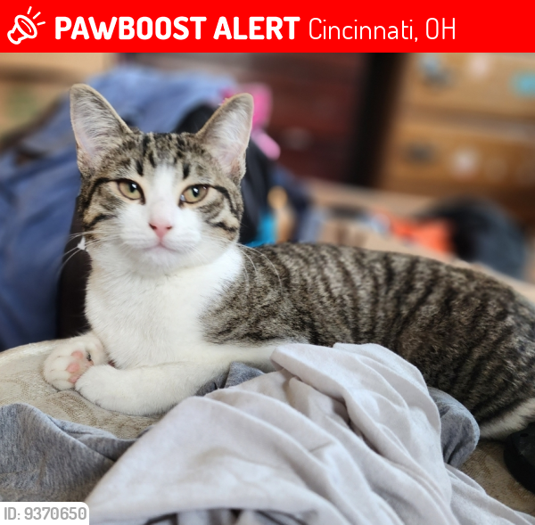 Cincinnati, OH Lost Female Cat, Oreo Is Missing | PawBoost