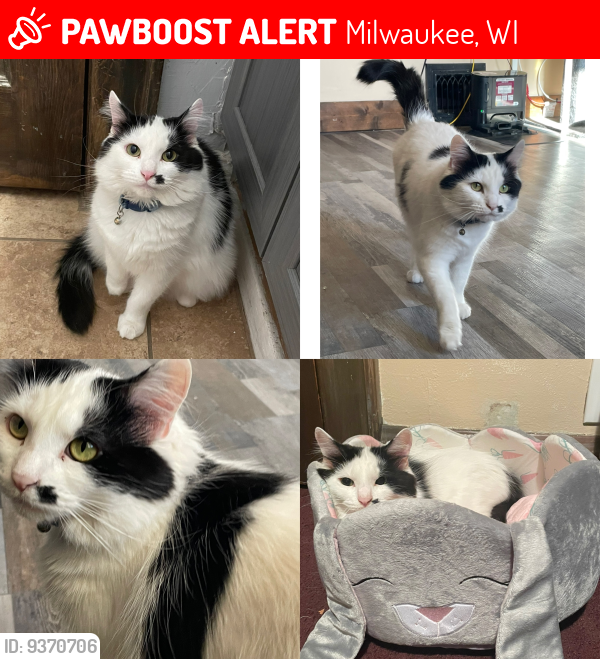 Milwaukee, WI Lost Female Cat, Dabs Is Missing | PawBoost