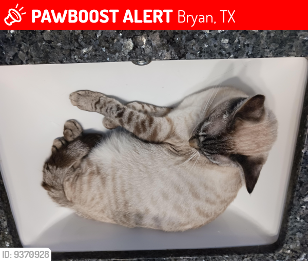 Bryan, TX Lost Male Cat, Monkey Is Missing | PawBoost
