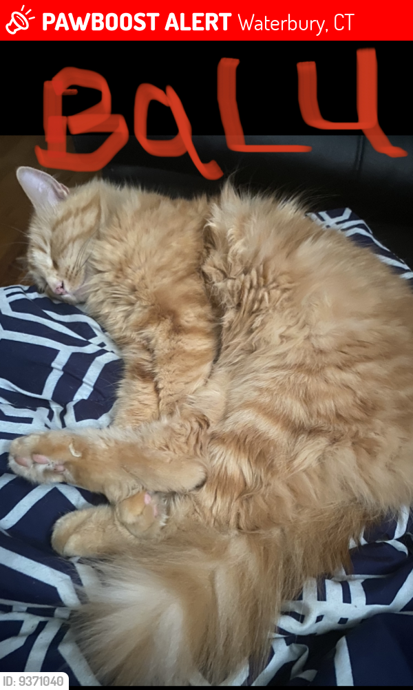 Waterbury, CT Lost Female Cat, Balu Is Missing | PawBoost