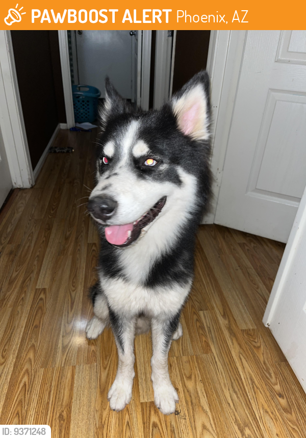 Phoenix, AZ Stray Male Dog Found Near 47th ave and Baseline Laveen AZ ...