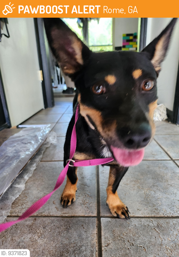 Rome, GA Stray Male Dog Found Near Longmeadow DR NW Rome GA | PawBoost