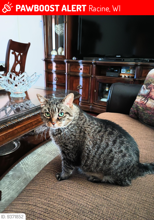 Racine, WI Lost Female Cat, Ginger Is Missing | PawBoost