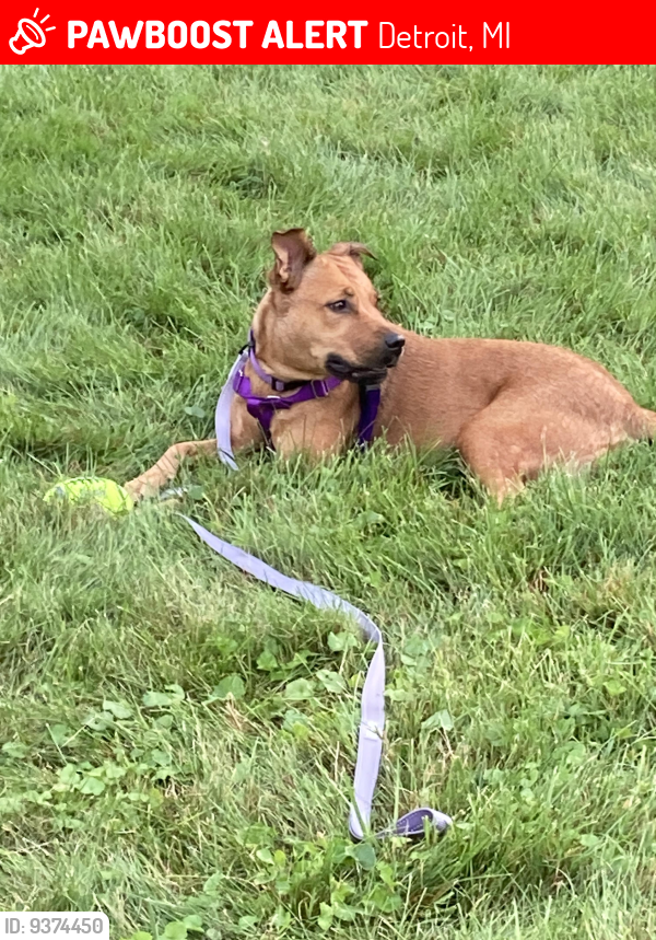 Detroit, MI Lost Female Dog, Jubilee Is Missing | PawBoost