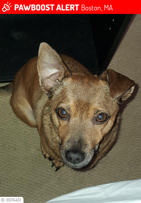 Boston, MA Lost Male Dog, Loki Is Missing | PawBoost