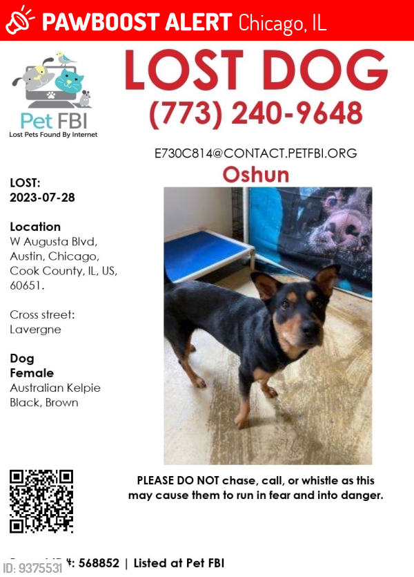 Chicago, IL Lost Female Dog, Oshun Is Missing | PawBoost