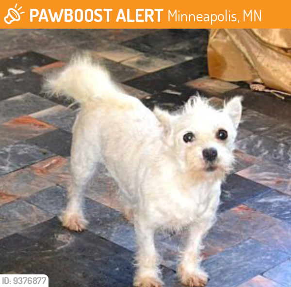 Minneapolis, MN Stray Dog Found Near 45th Street & 41st Avenue | PawBoost