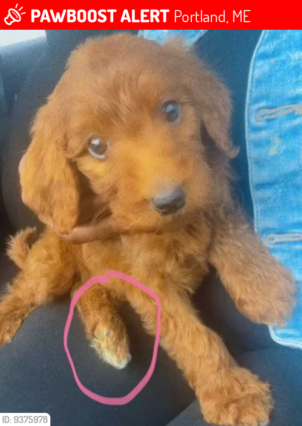 Portland, ME Lost Female Dog, Princess Is Missing | PawBoost