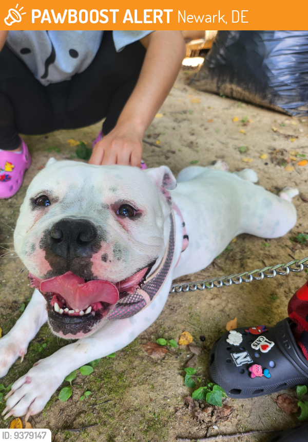Newark, DE Stray Female Dog Found Near Newark Delaware | PawBoost