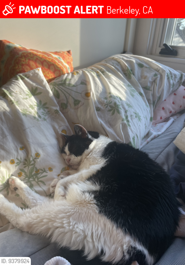 Berkeley, CA Lost Female Cat, Foose Is Missing | PawBoost