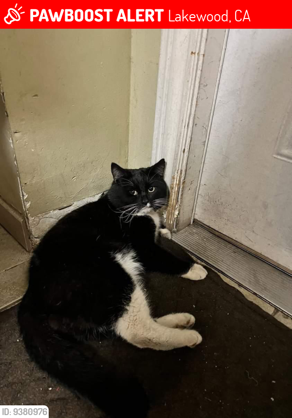 Lakewood, CA Lost Male Cat, Mittens Is Missing | PawBoost