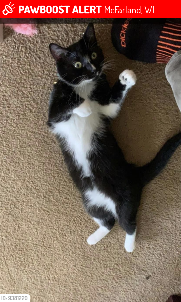 McFarland, WI Lost Female Cat, Trixie Is Missing | PawBoost