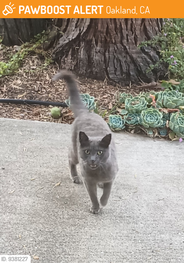 Oakland, CA Stray Cat Found Near Mountain View Ave. and Mountain Blvd ...