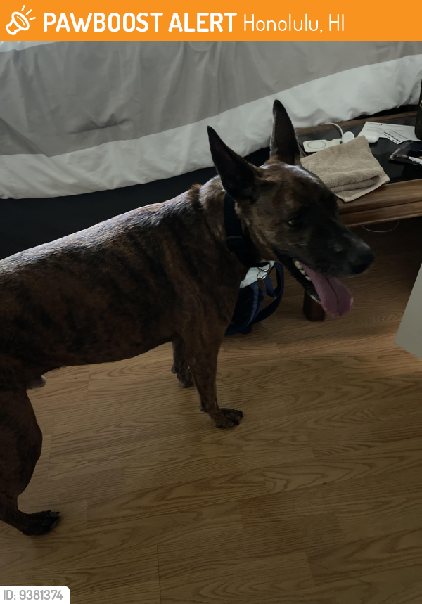 Honolulu, HI Stray Male Dog Found Near Dow St and La’imi Rd | PawBoost