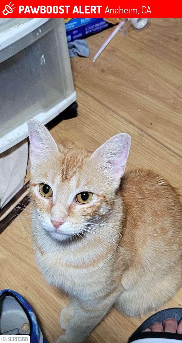 Anaheim, CA Lost Female Cat, Leia Is Missing | PawBoost