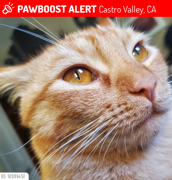 Castro Valley, CA Lost Male Cat, Oliver Is Missing | PawBoost