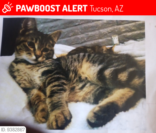 Tucson, AZ Lost Female Cat, Baby /pink Is Missing | PawBoost