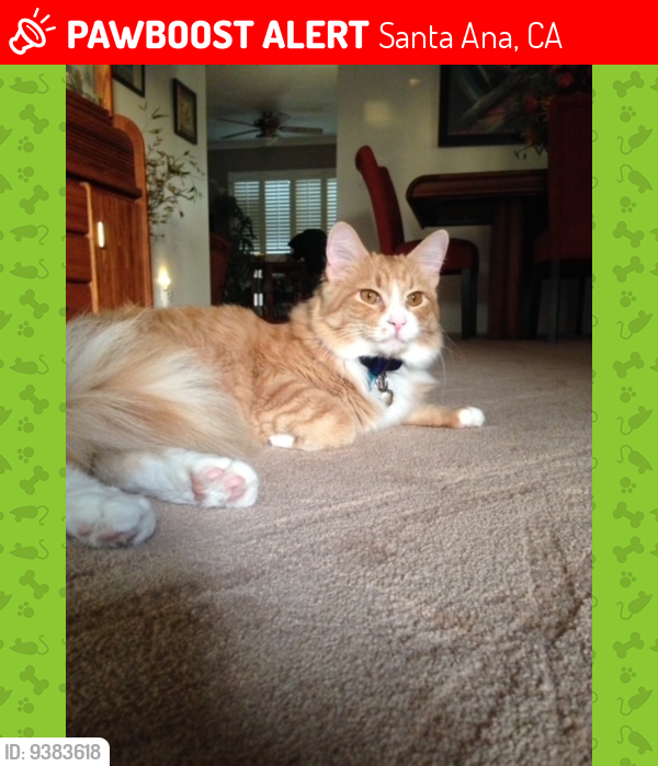 Santa Ana, CA Lost Male Cat, Smitty Is Missing | PawBoost