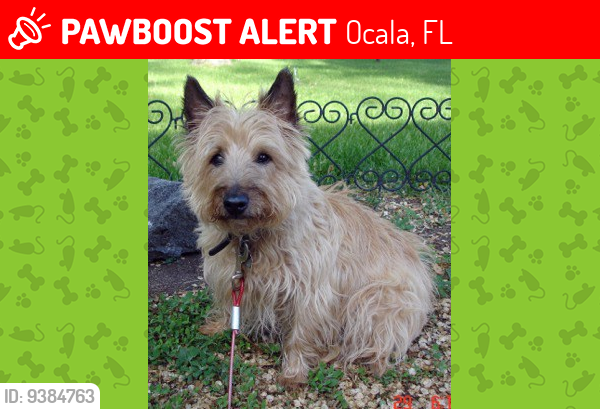 Ocala, FL Lost Female Dog, Kasi Is Missing | PawBoost