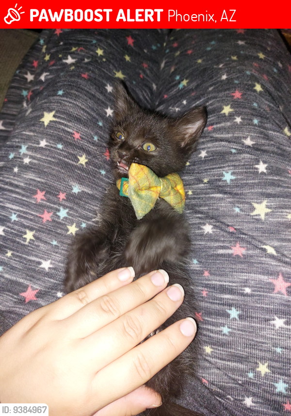 Phoenix, AZ Lost Male Cat, Charlie Is Missing | PawBoost