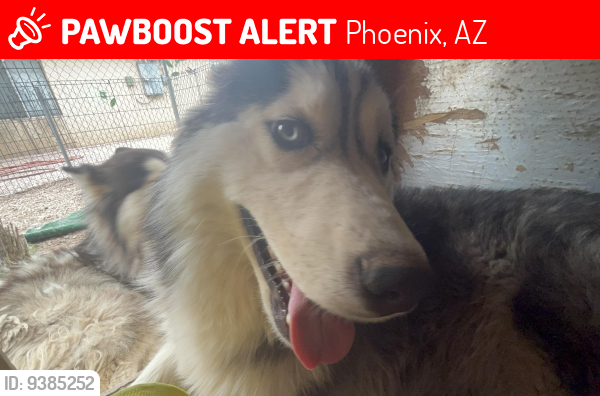 Phoenix, AZ Lost Female Dog, Kira Is Missing | PawBoost