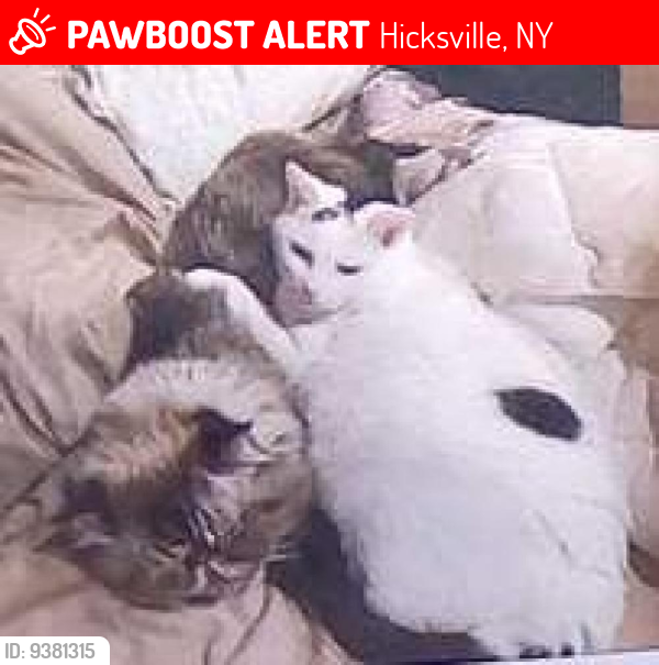Hicksville, NY Lost Female Cat, Pippsy Burger Is Missing | PawBoost