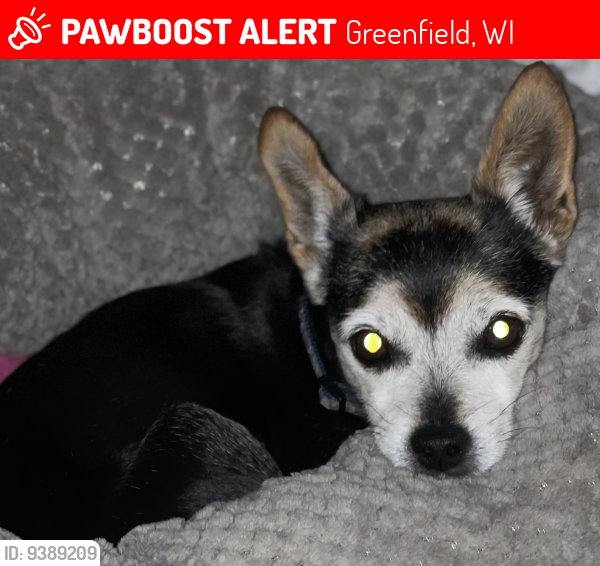 Greenfield, WI Lost Female Dog, Mattie Is Missing | PawBoost